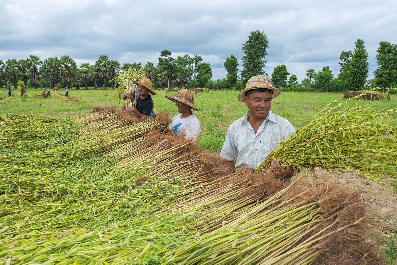 About Us - Myanma Awba